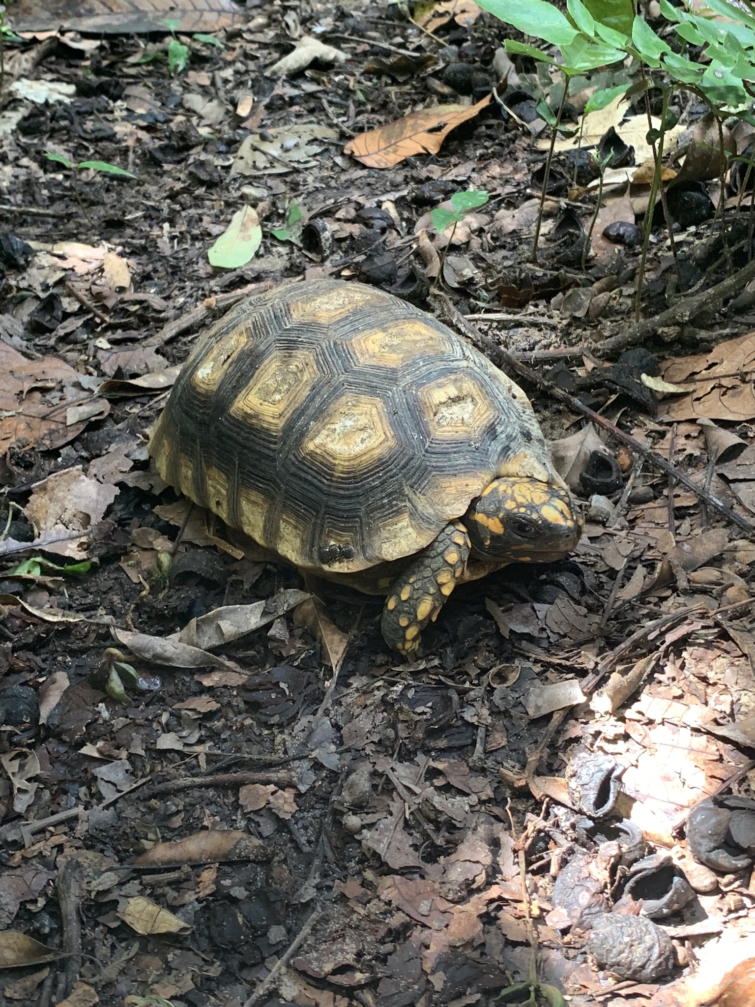 Chelonoidis denticulatus (Linnaeus, 1766)