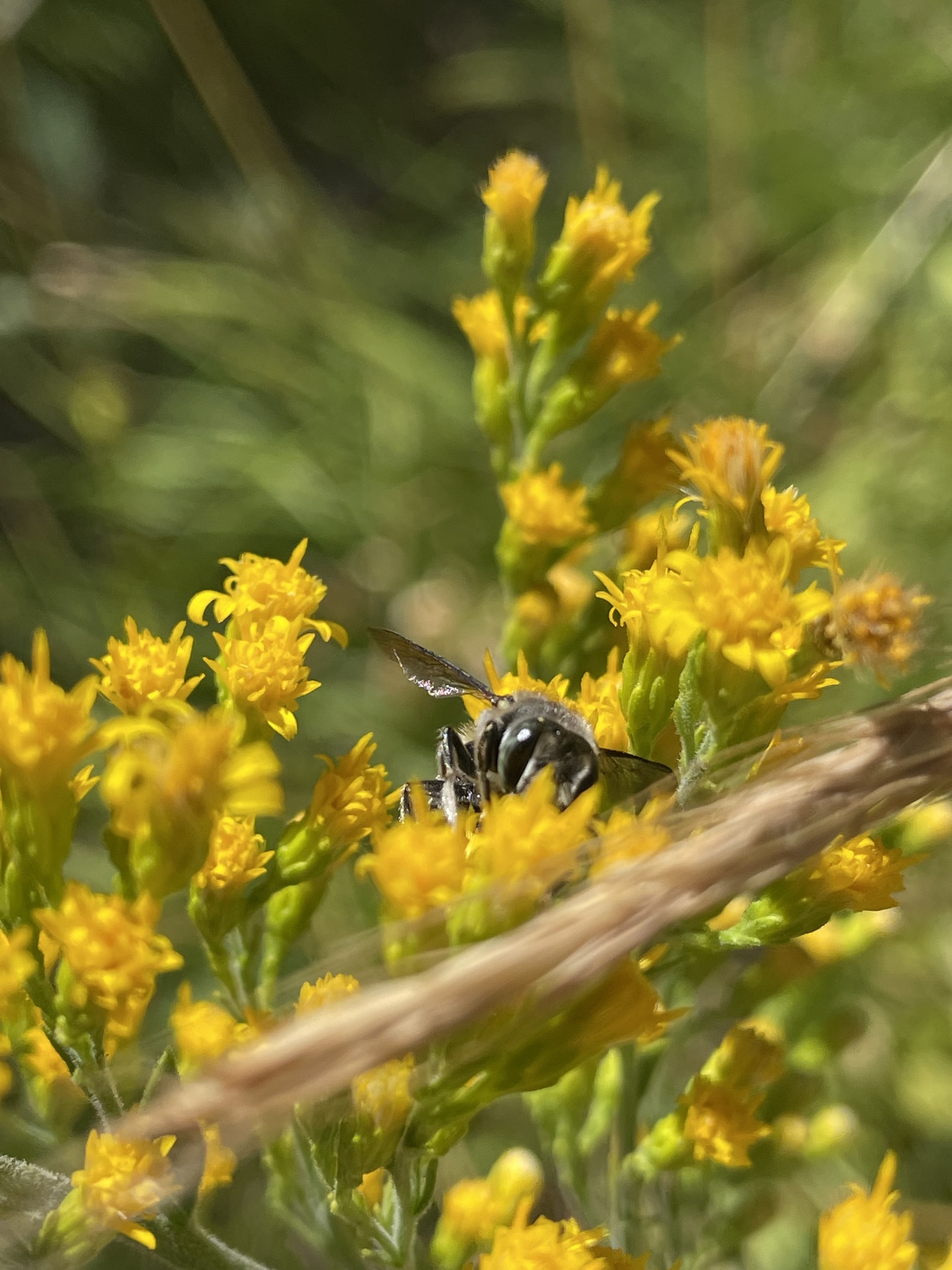 Anthidium maculosum Cresson, 1878