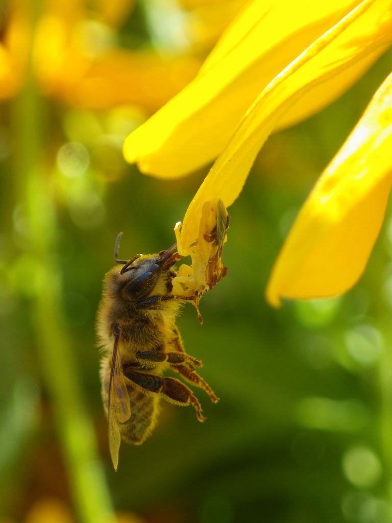 Jagged Ambush Bug from Spokane, Washington, United States on August 04 ...
