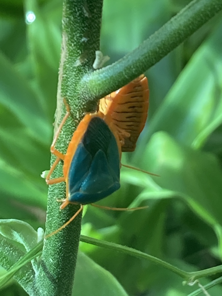 Red-bordered Stink Bug from Solidaridad, MX-QR, MX on July 20, 2022 at ...