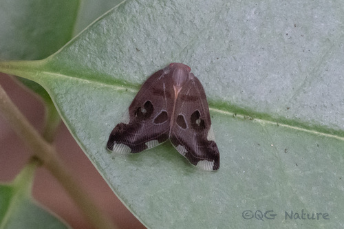 Pochazia guttifera · iNaturalist United Kingdom