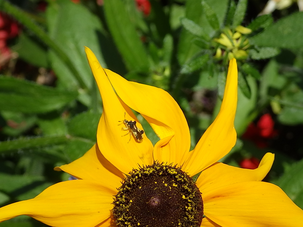 Jagged Ambush Bug from Spokane, Washington, United States on August 2 ...