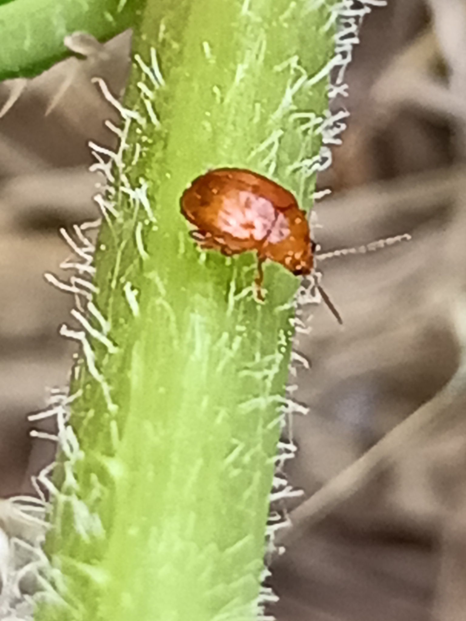 Sphaeroderma testaceum (Fabricius, 1775)
