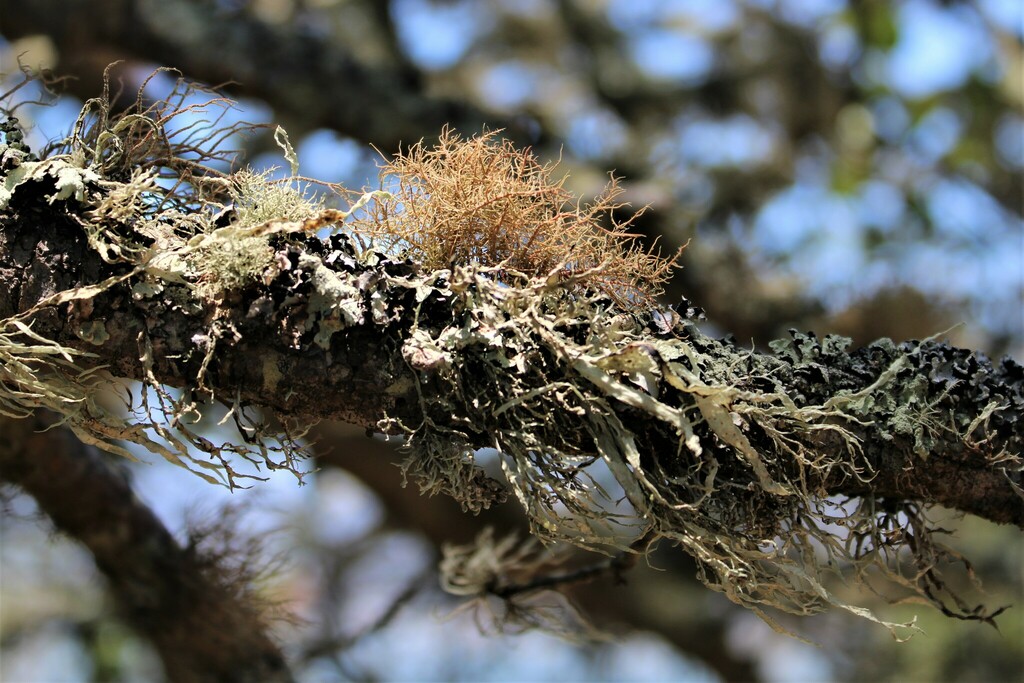 Red Beard Lichen from Angel Island, Tiburon, CA 94920, USA on July 18 ...