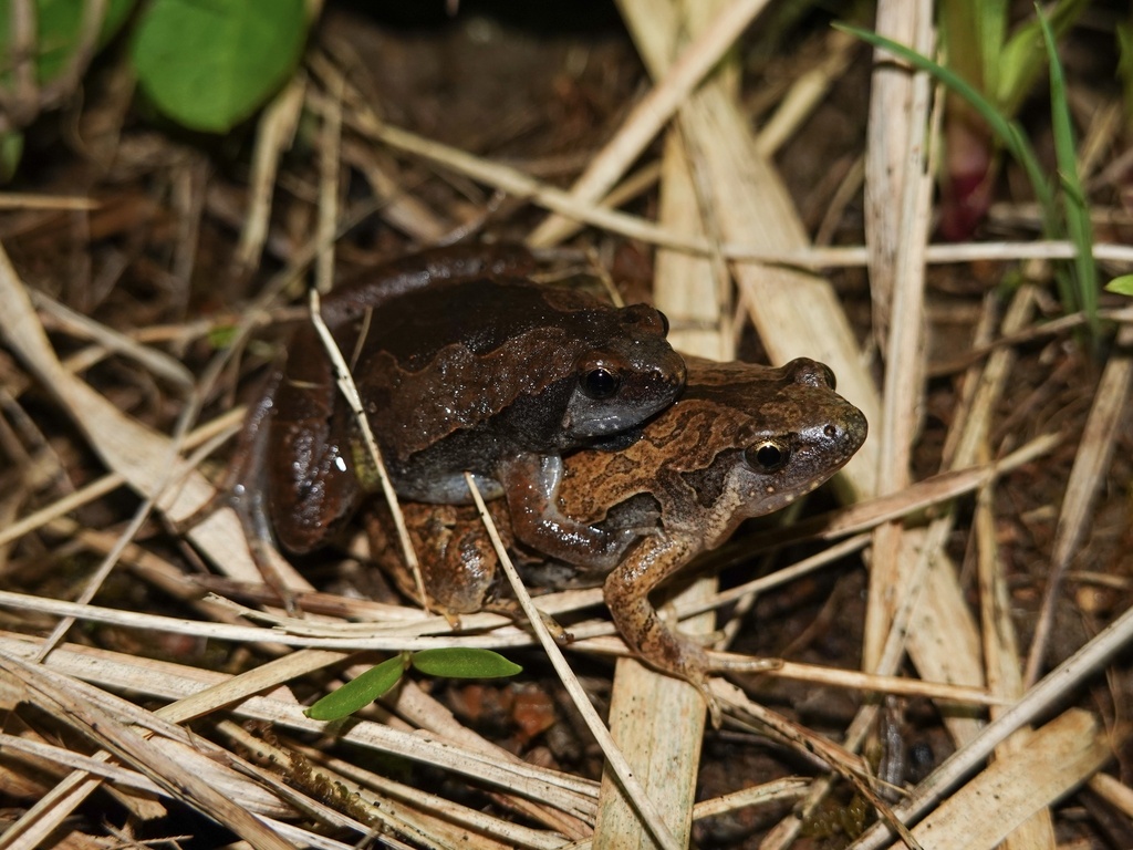 Okinawa Rice Frog in July 2022 by orthoptera-jp · iNaturalist