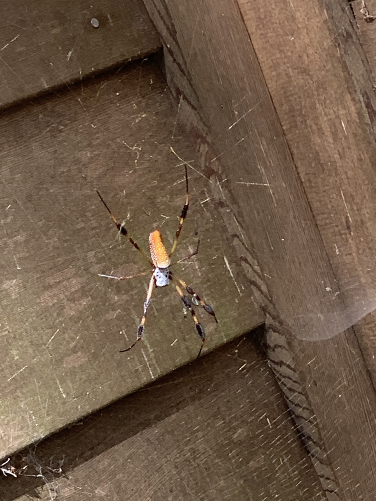 Golden Silk Spider from Rural West Ashley, Hollywood, SC, US on July 20 ...