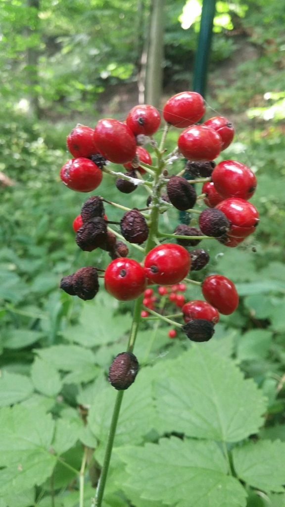 red baneberry from 60 Maple Dr, Stoney Creek, ON L8G 3C2, Canada on ...