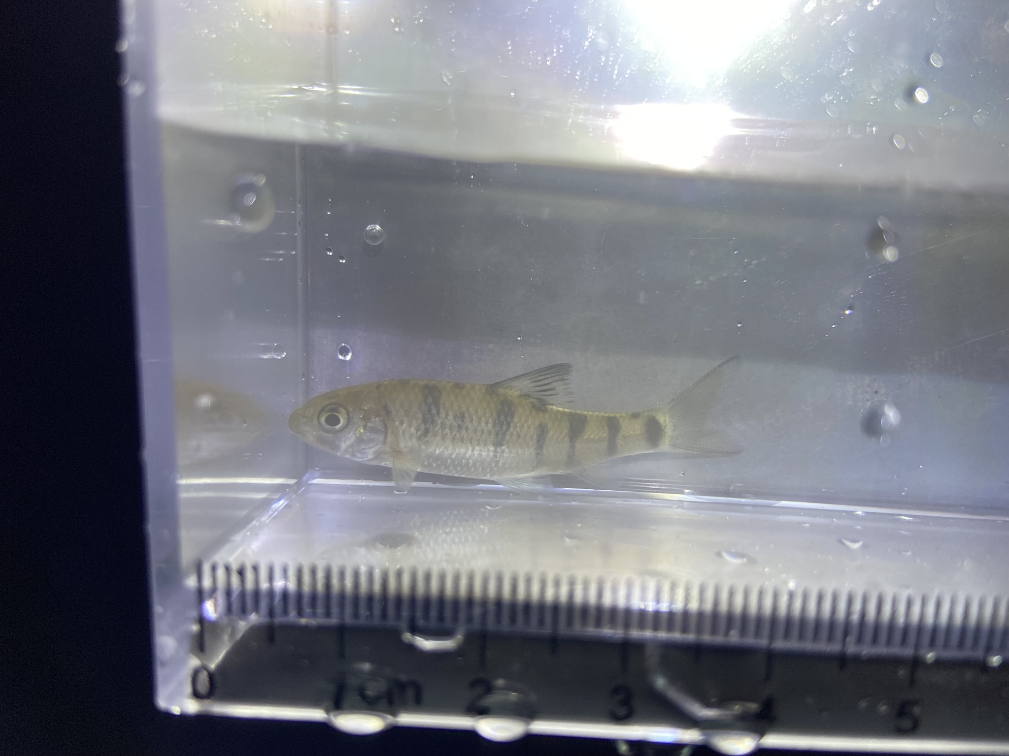 Acrossocheilus Oshima, 1919