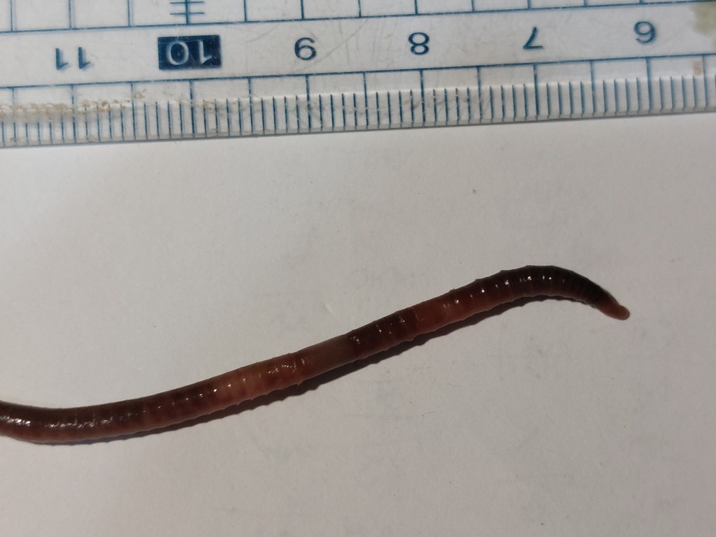 Giant Earthworms from 台灣台北 on July 20, 2022 at 09:10 PM by 胡正恆(Jackson ...