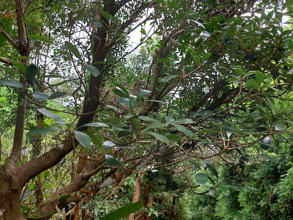 Japanese Ternstroemia from 台灣台北 on July 18, 2022 at 02:39 PM by 胡正恆 ...