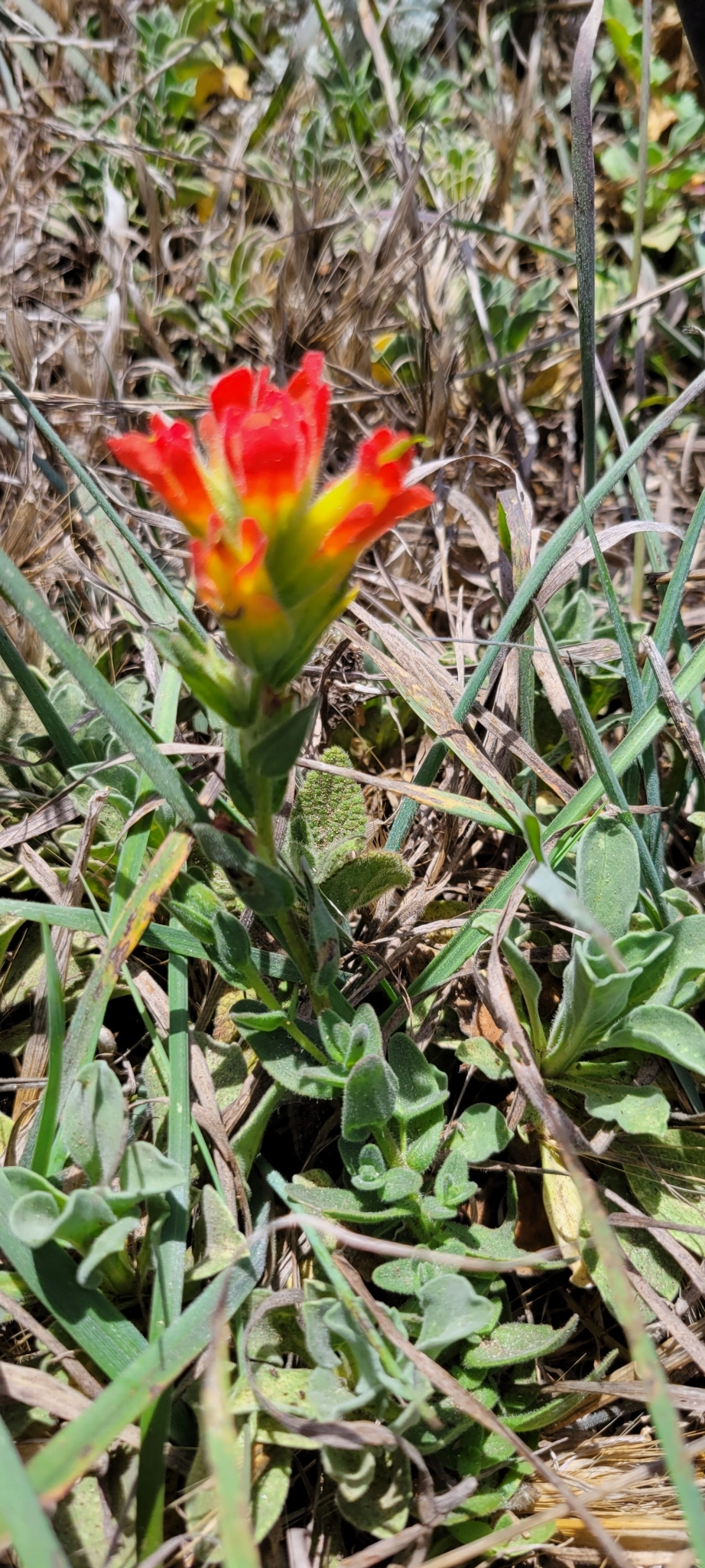 Castilleja mendocinensis (Eastw.) Pennell