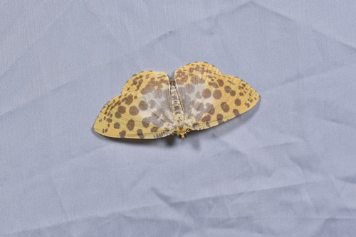 Euryobeidia quadrata · iNaturalist