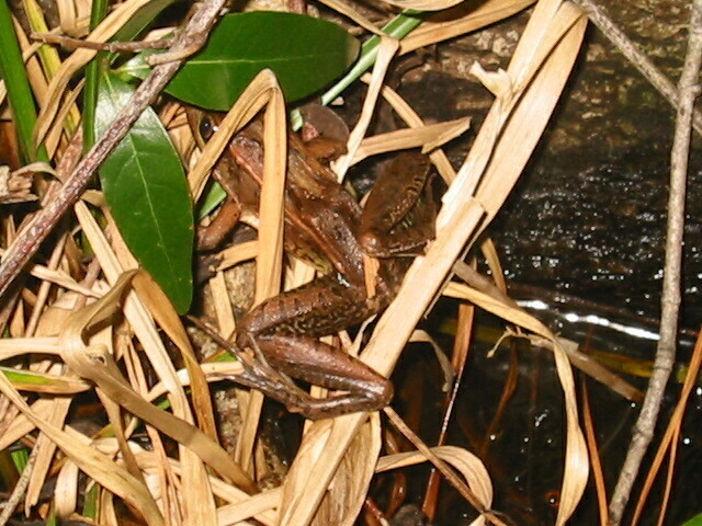 Southern Leopard Frog from Buxton, NC 27920, USA on March 8, 2009 at 06 ...