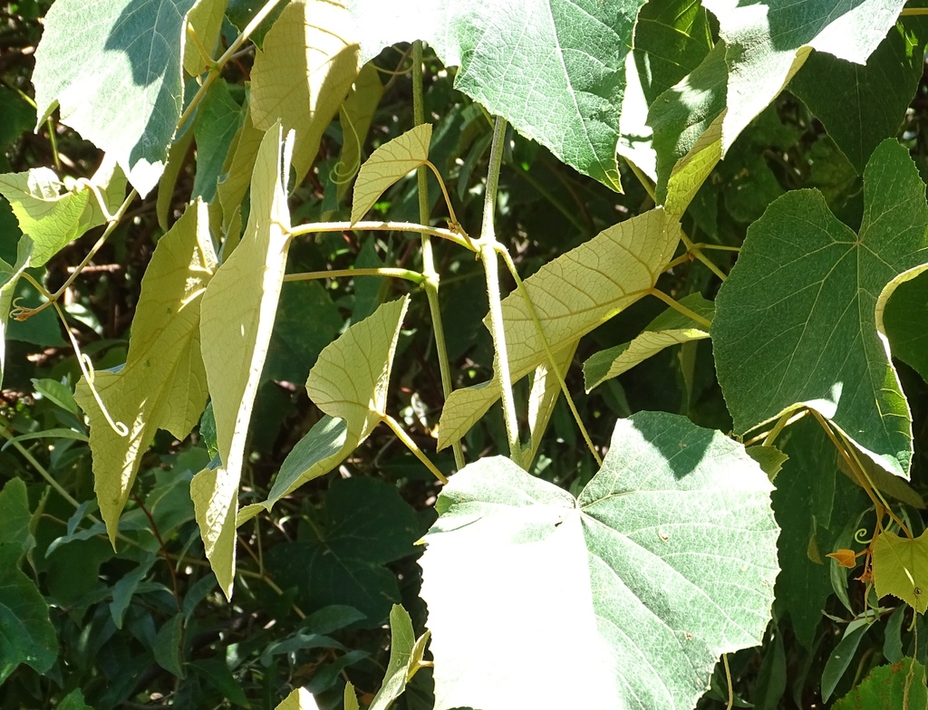 fox grape (Vitis labrusca) - Botanical Realm