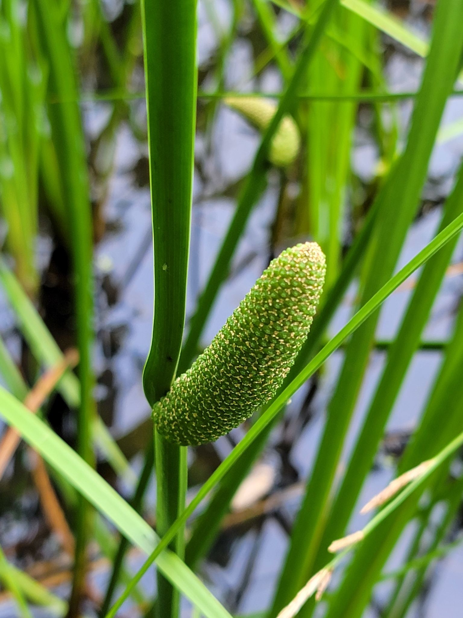 Acorus americanus (Raf.) Raf.