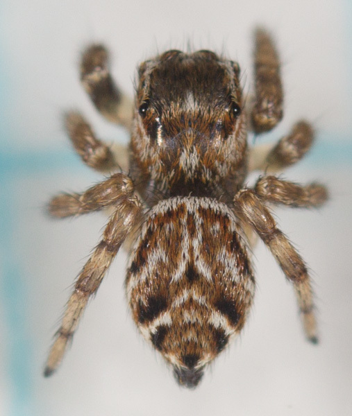 Proszynski's Jumping Spider (Invertebrates of Mt. Tabor) · iNaturalist