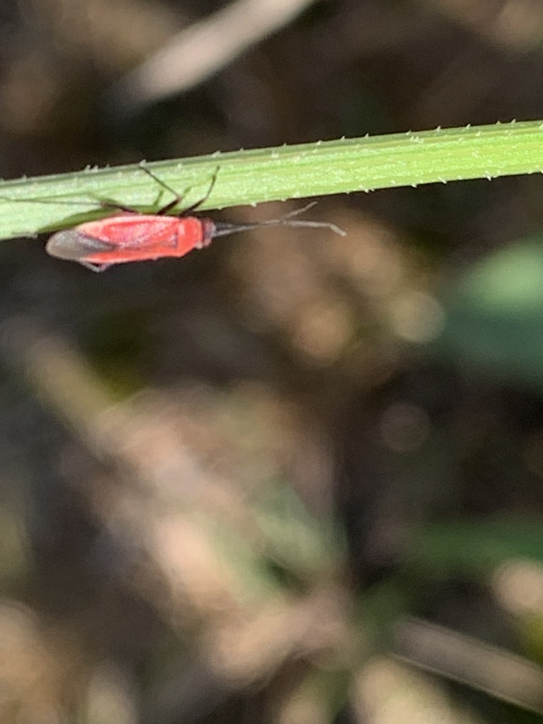 Scarlet Plant Bugs from Tuttle Rd, Cumberland Center, ME, US on July 20 ...