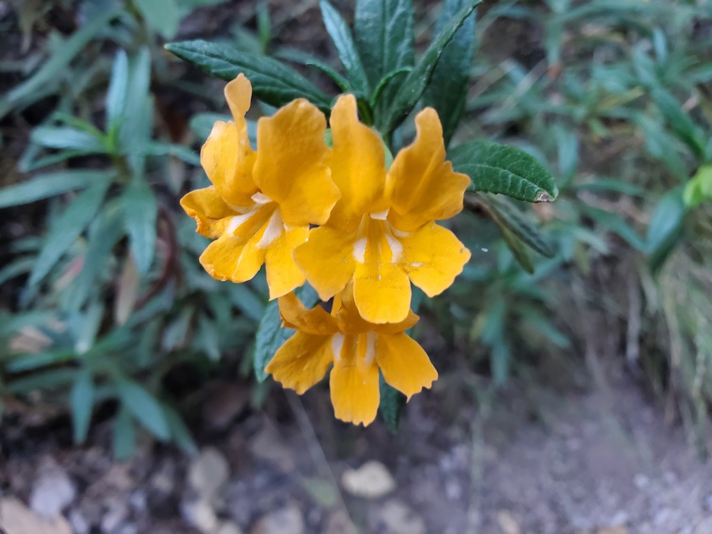southern bush monkeyflower from San Benito County, CA, USA on May 08 ...