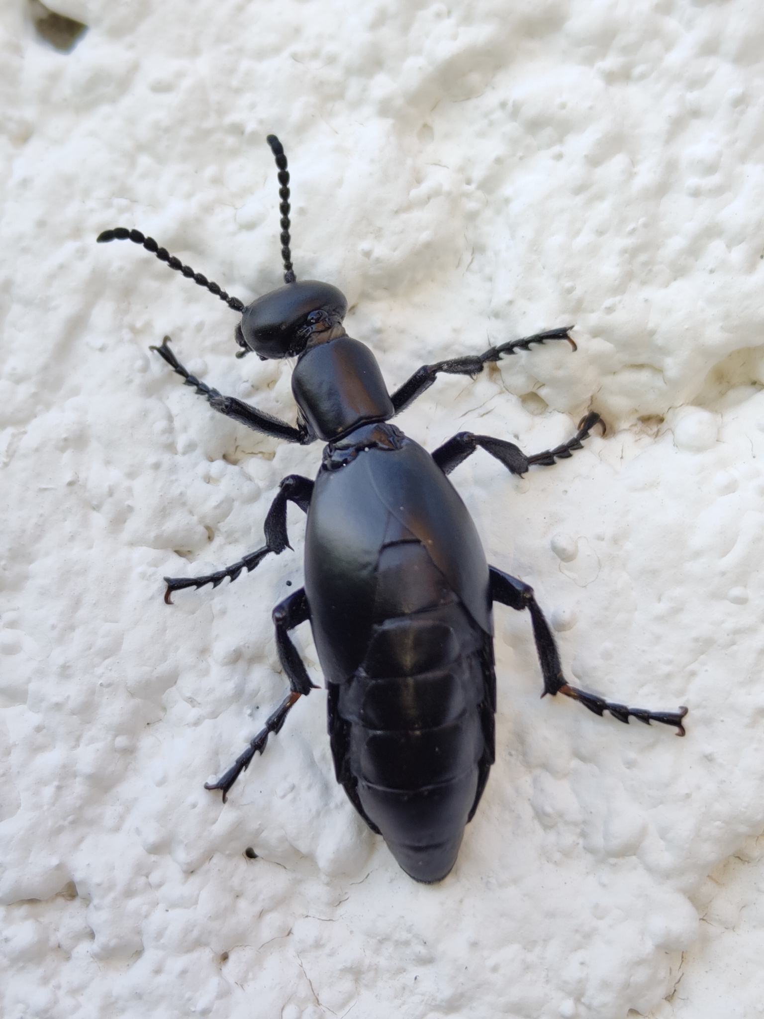 Meloe laevis Leach, 1815