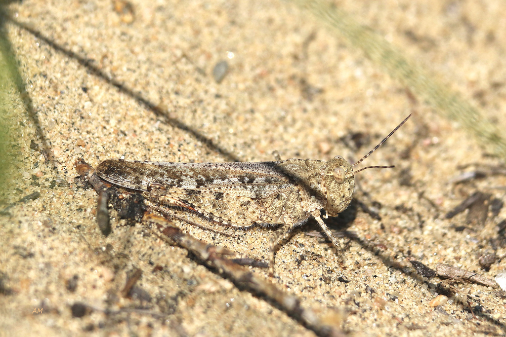 Mottled Sand Grasshopper from Sainte-Marthe-du-Cap, Trois-Rivières, QC ...