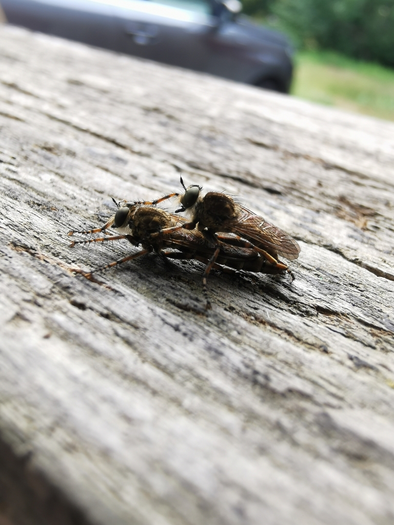 Asilinae from 50240 Saint-Laurent-de-Terregatte, France on July 20 ...