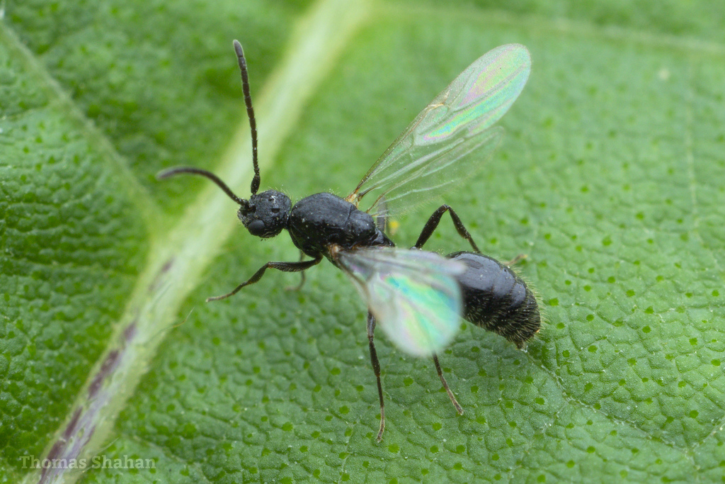 Common Trailing Ant in July 2022 by Thomas Shahan · iNaturalist