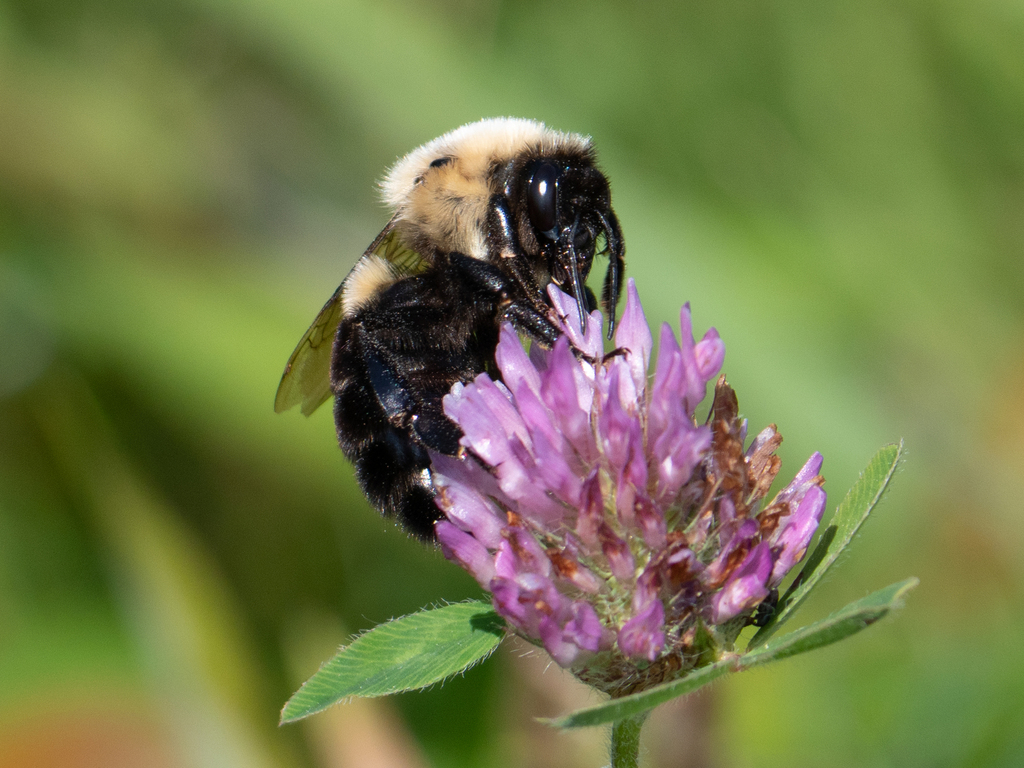 Common Eastern Bumble Bee from Lefferts Pond, Chittenden, VT, USA on ...