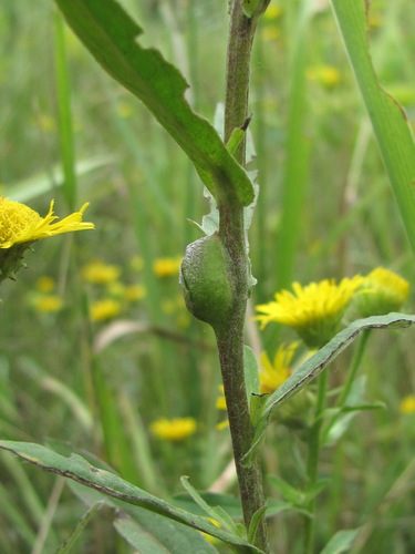Acodiplosis inulae · iNaturalist