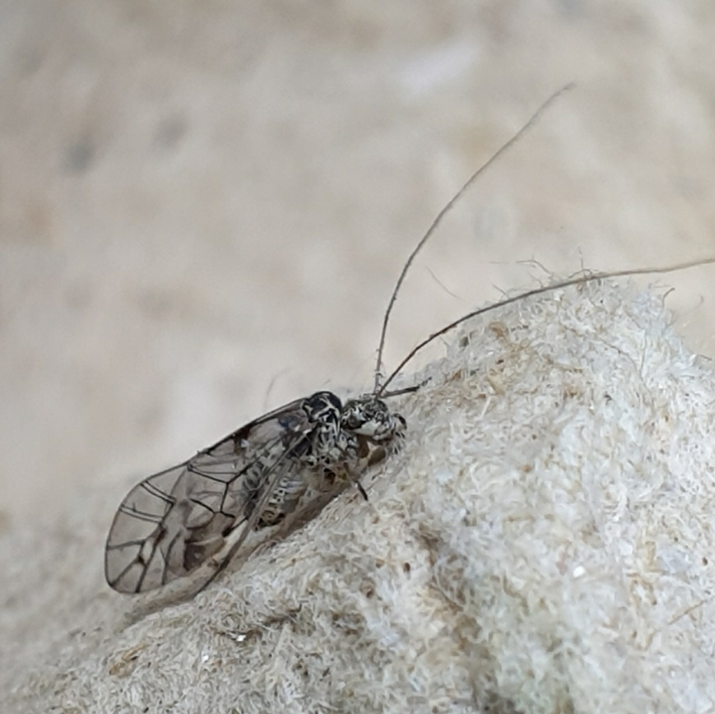 Barklice, Booklice, and Parasitic Lice from 1797 SL Den Hoorn Texel ...
