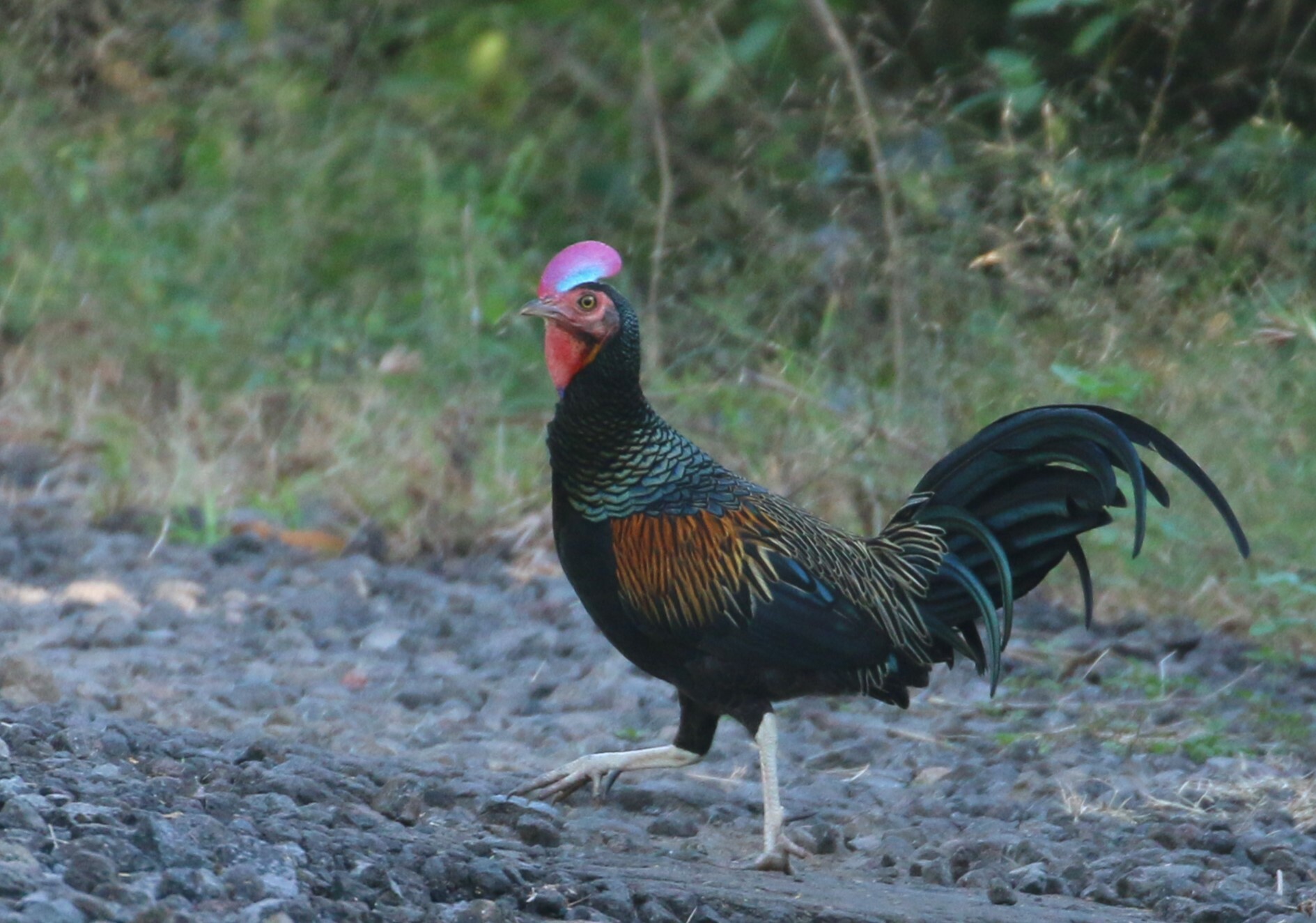 Gallus varius (Shaw, 1798)