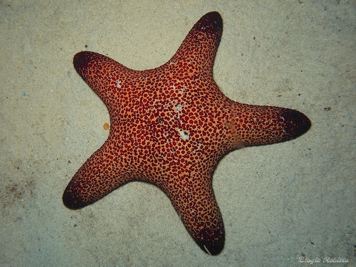 Genus Pentaster · iNaturalist