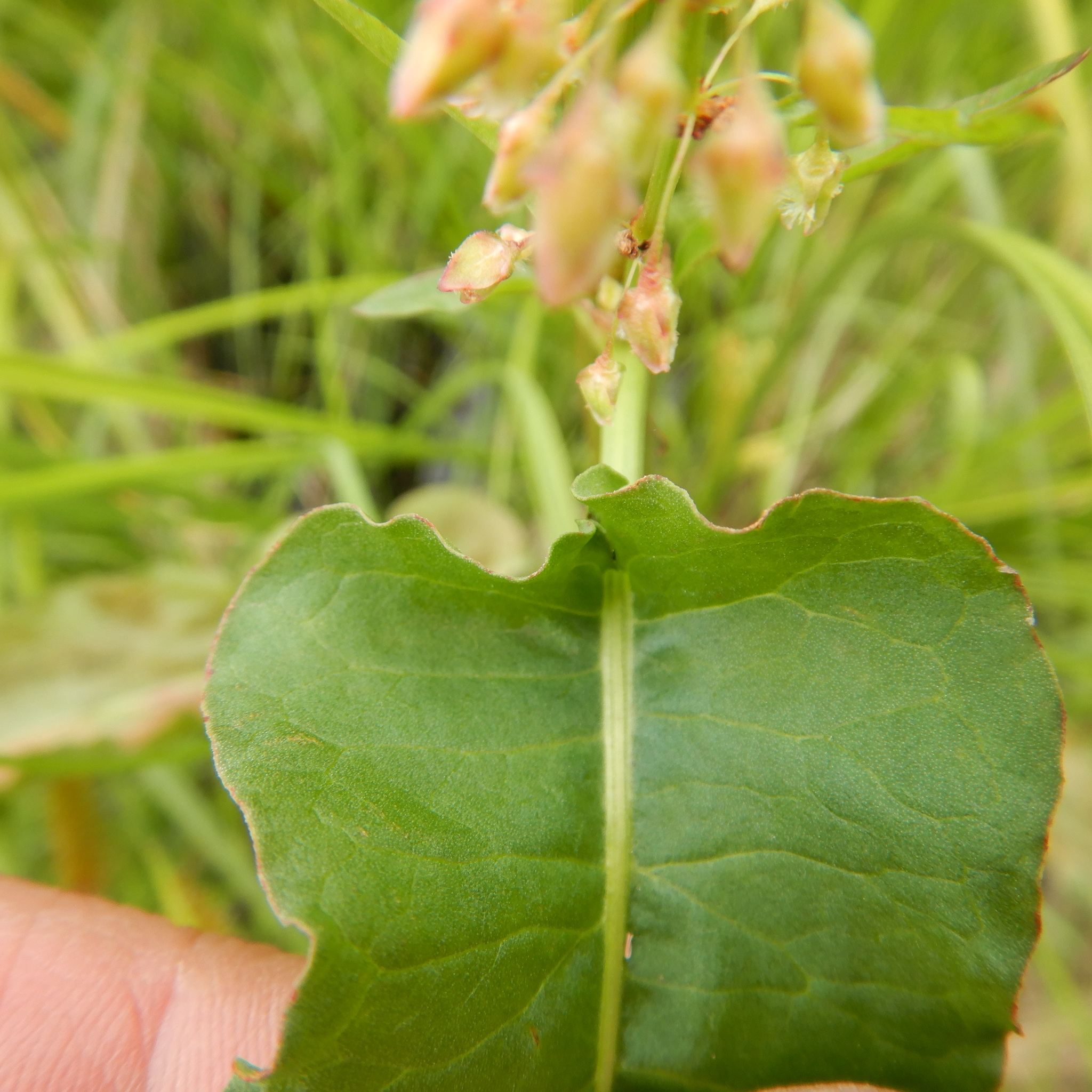 Rumex occidentalis (Michx.) S.Watson