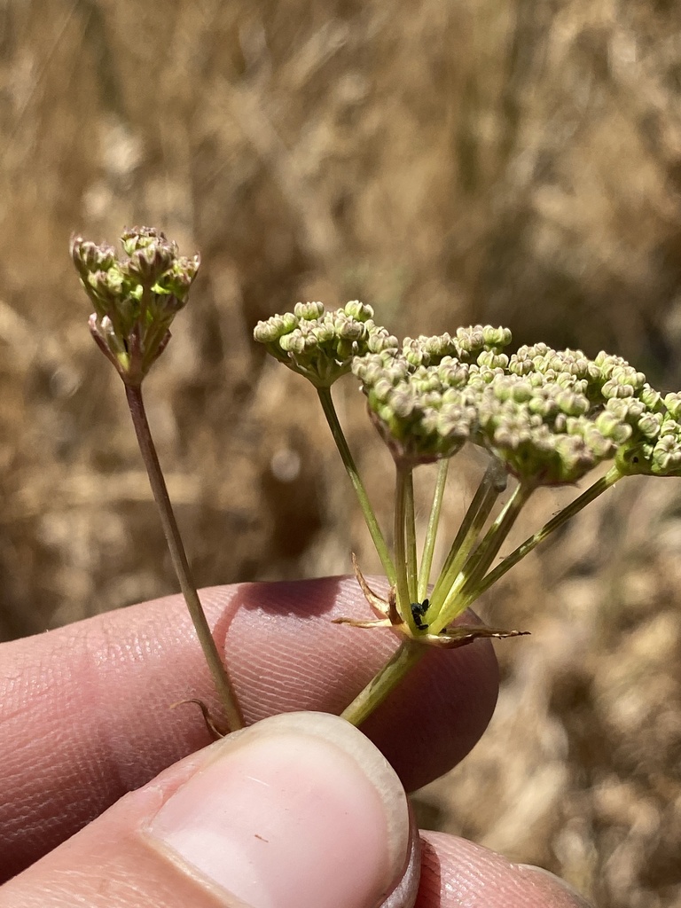 Kellogg's yampah (Perideridia kelloggii) - Botanical Realm
