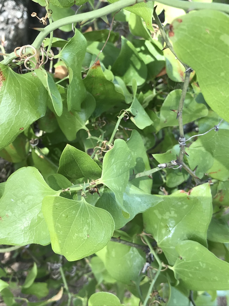 saw greenbrier from Veterans Park, Arlington, TX, US on July 18, 2018 ...