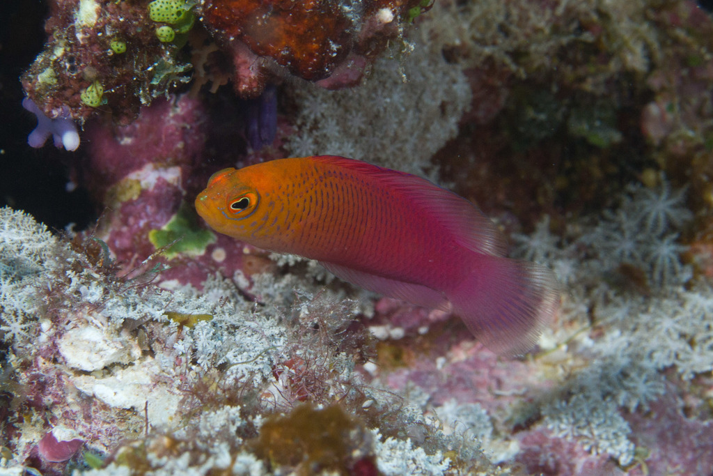 Oblique-lined Dottyback (Cypho purpurascens) - Marine Life Identification