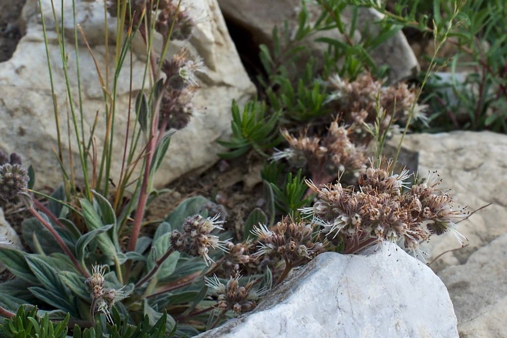 Timberline Silverleaf Phacelia from Mono County, CA, USA on July 15 ...