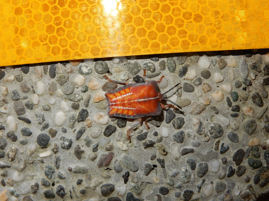 Lychee Stink Bug from 豹山, Xinyi, Taipei, Taiwan on July 16, 2022 at 04: ...