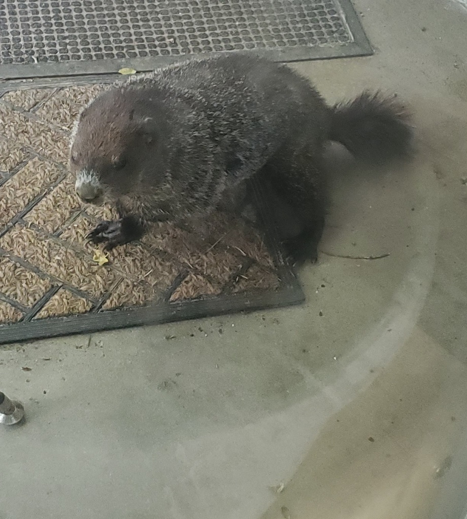 Groundhog from Atkinson St, Asheville, NC, USA on June 01, 2022 by ...