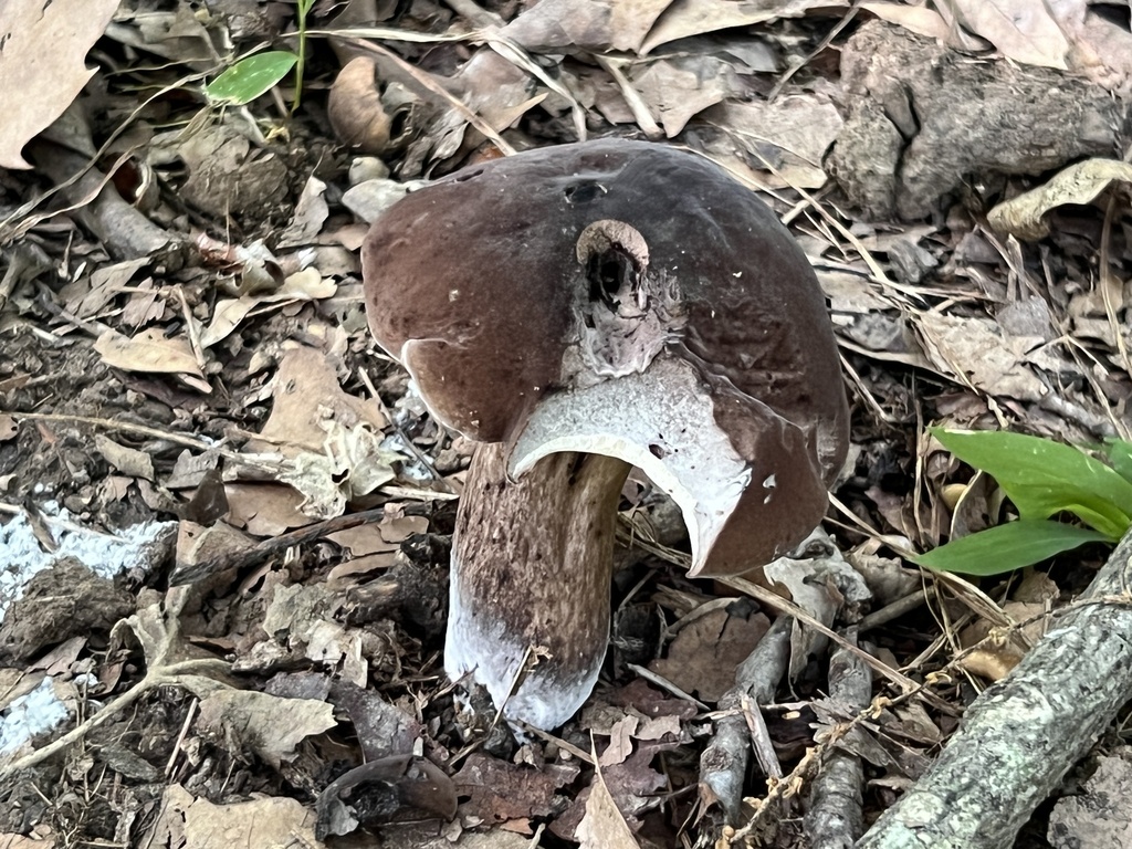 Black Velvet Bolete from Albert Johnson Rd, Nashville, IN, US on July ...