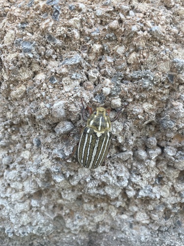 Observations by kickpuncher · iNaturalist
