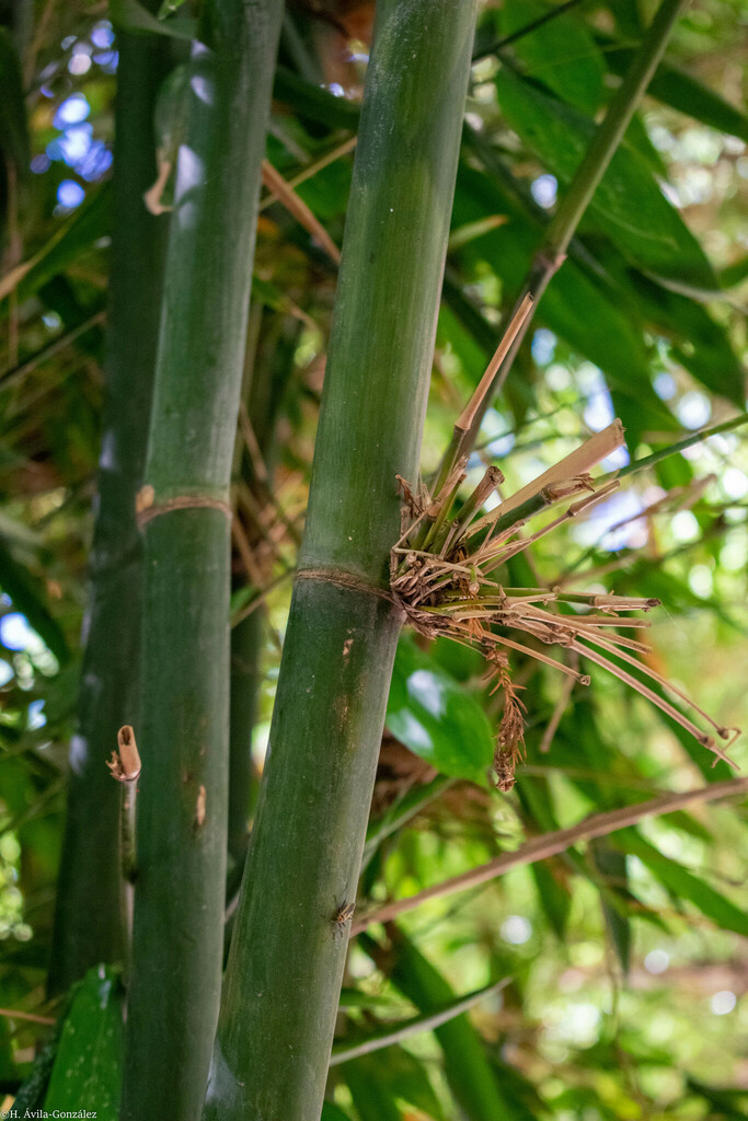 Bambúes (Plantas que vi en el jardín botánico del Inecol.) · iNaturalist