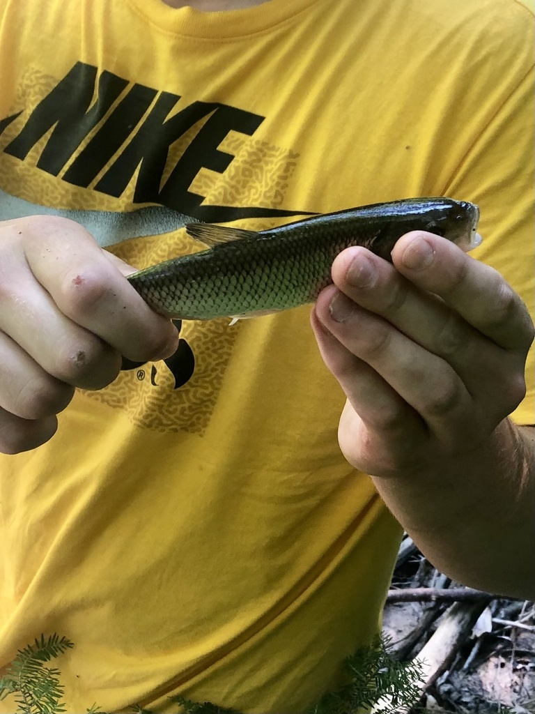 Fallfish from Nescopeck State Park, White Haven, PA, US on July 19 ...