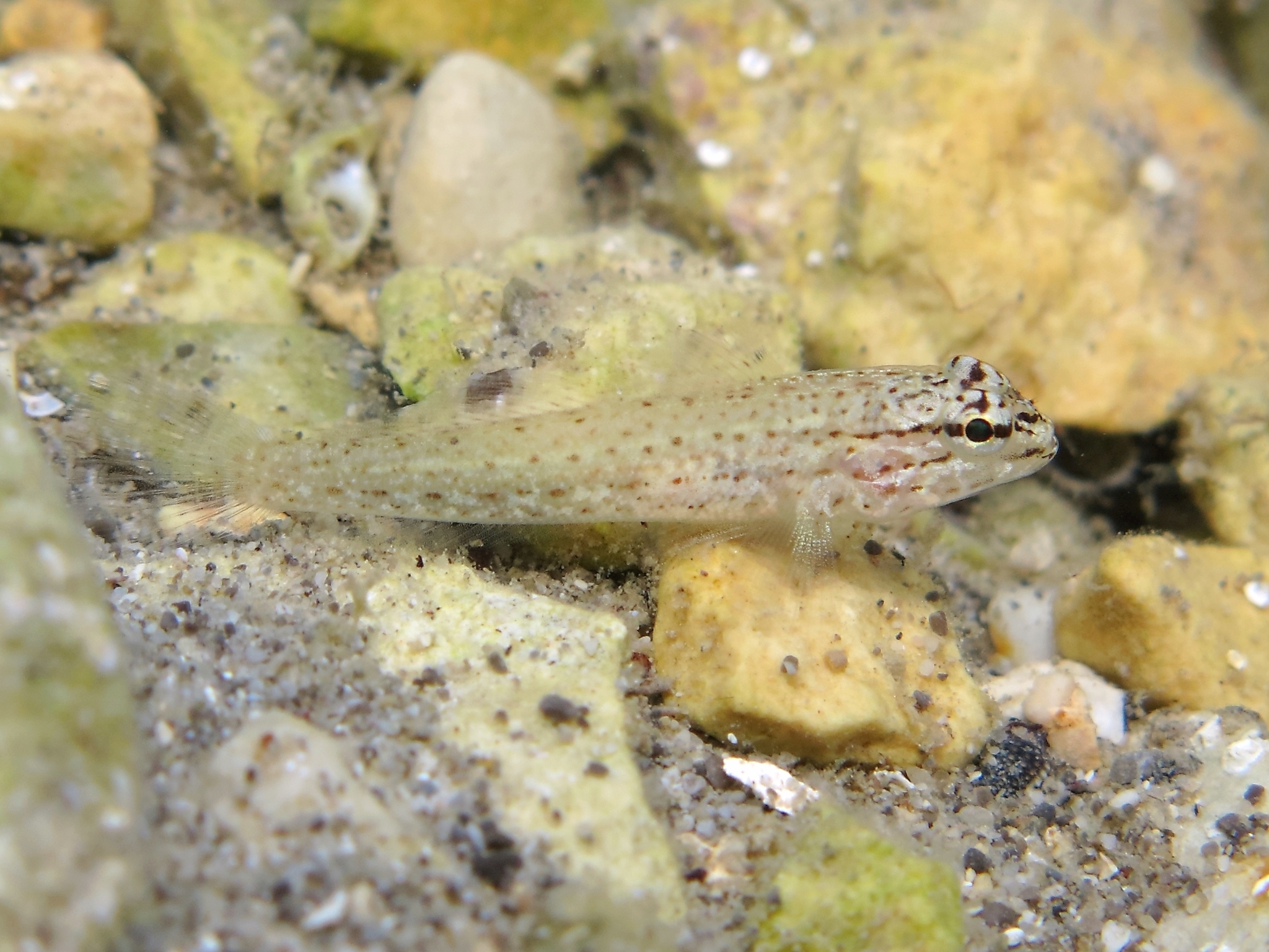 Gobius bucchichi Steindachner, 1870