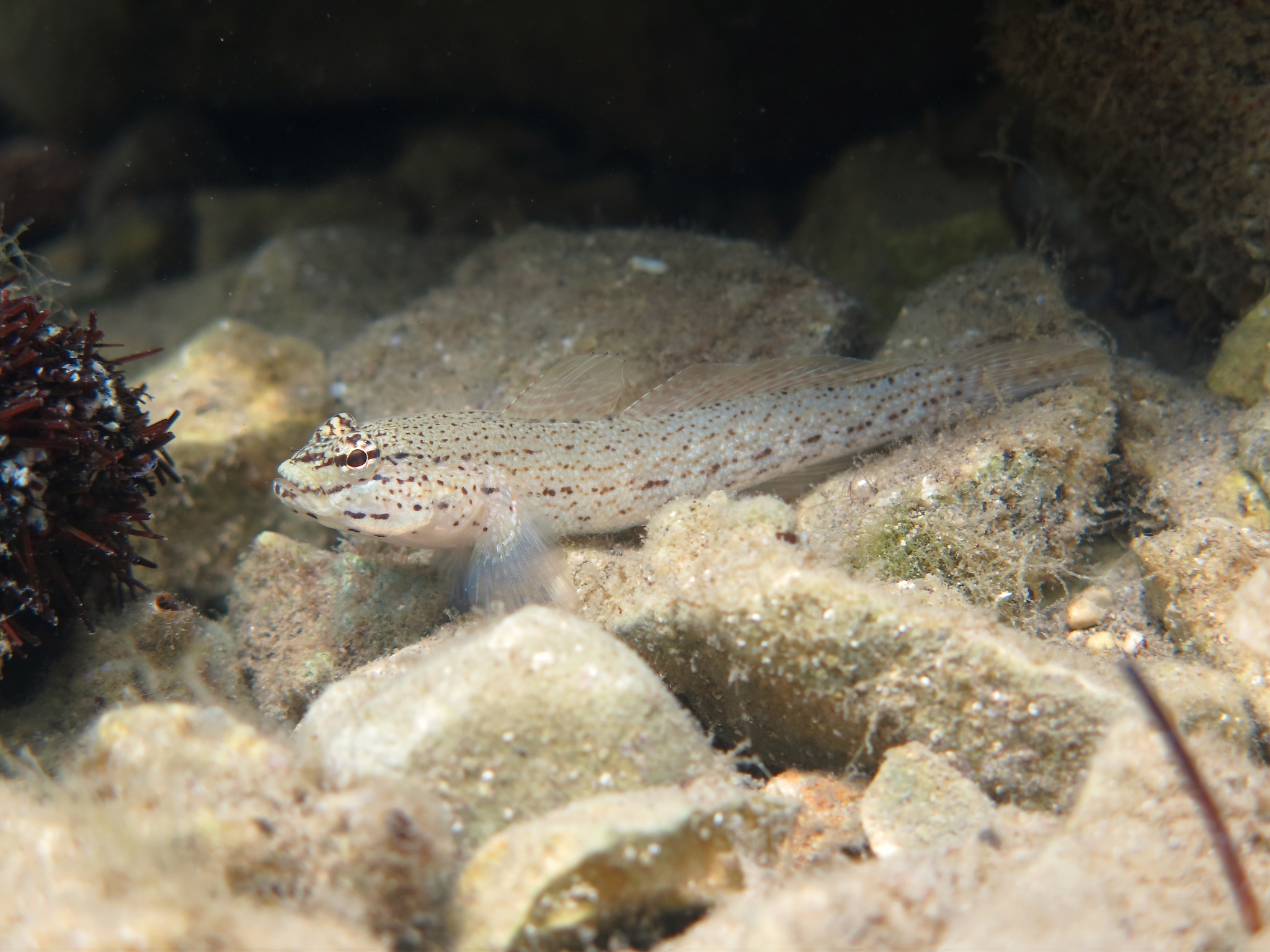 Gobius bucchichi Steindachner, 1870