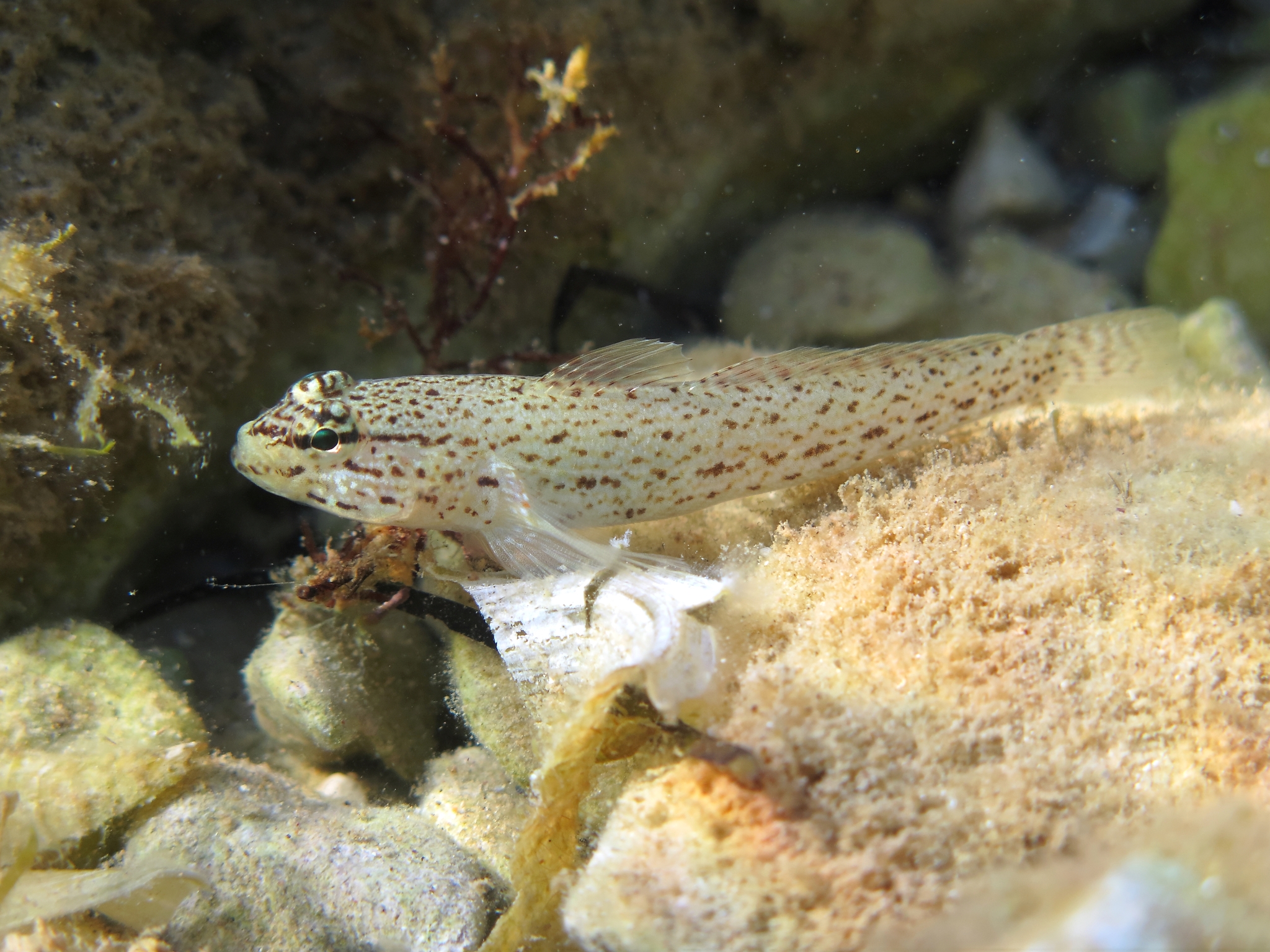 Gobius bucchichi Steindachner, 1870