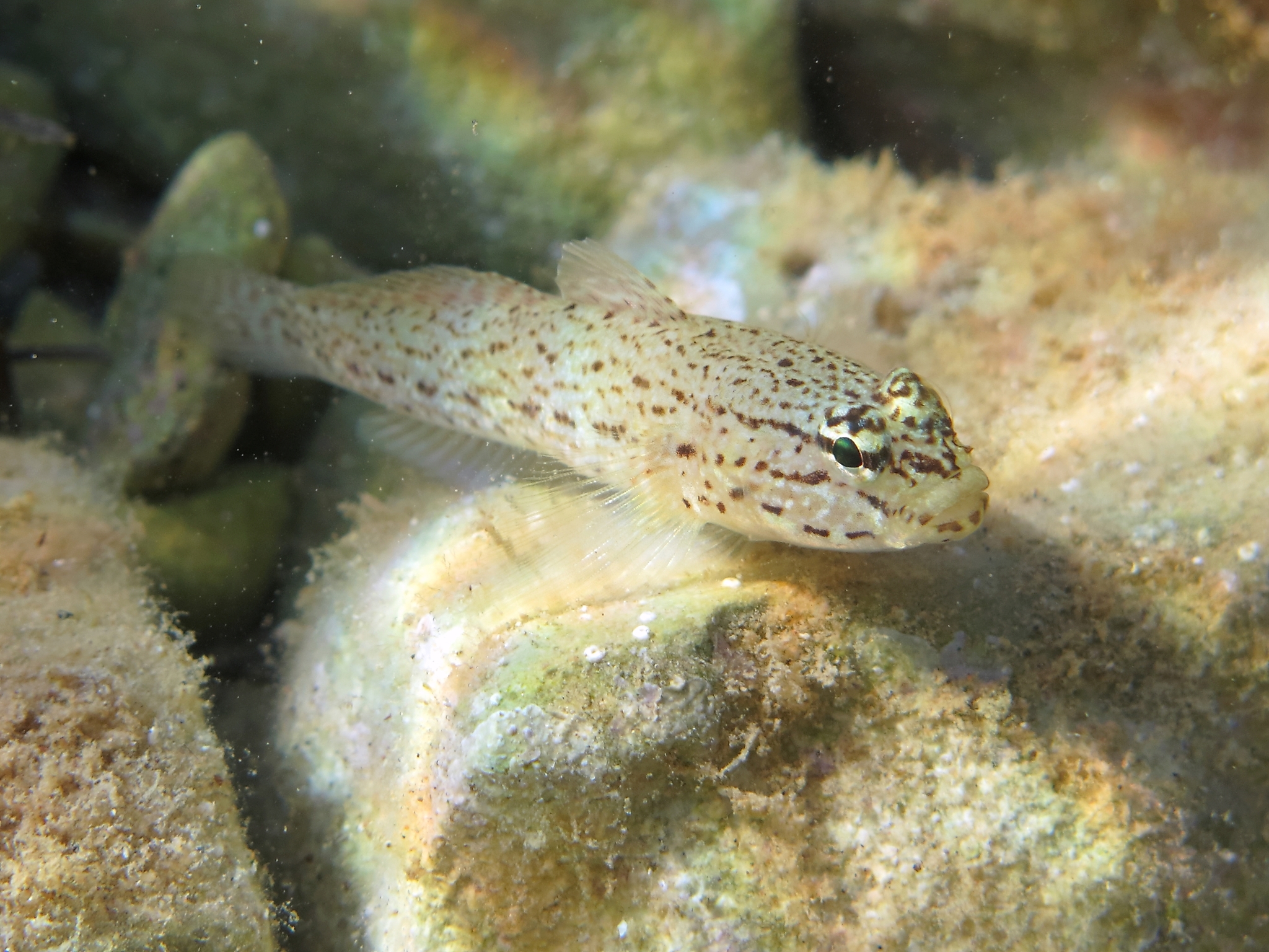 Gobius bucchichi Steindachner, 1870