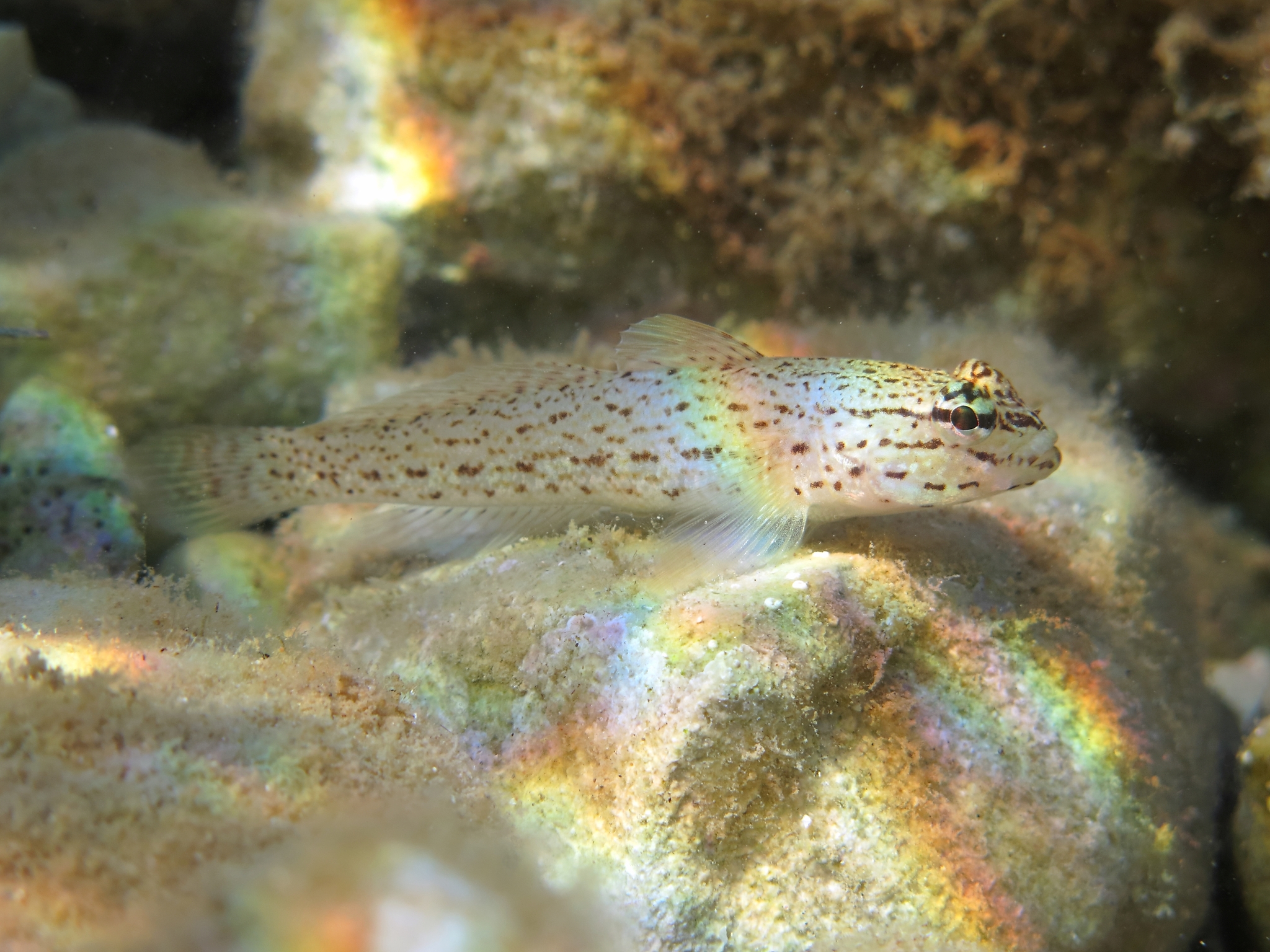 Gobius bucchichi Steindachner, 1870