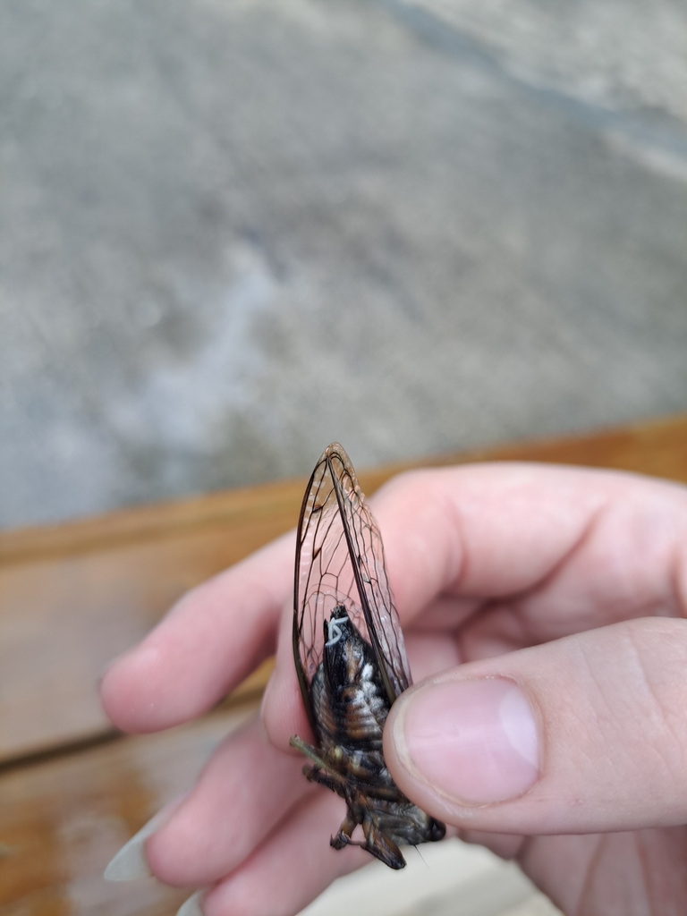 Typical Cicadas from Old Town, FL 32680, USA on July 20, 2022 at 04:37 ...
