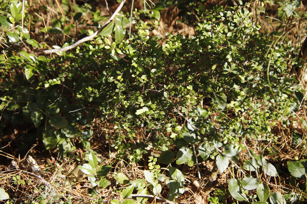 African Boxwood from Upper Alphen Trail, Constantia Valley Greenbelt on ...