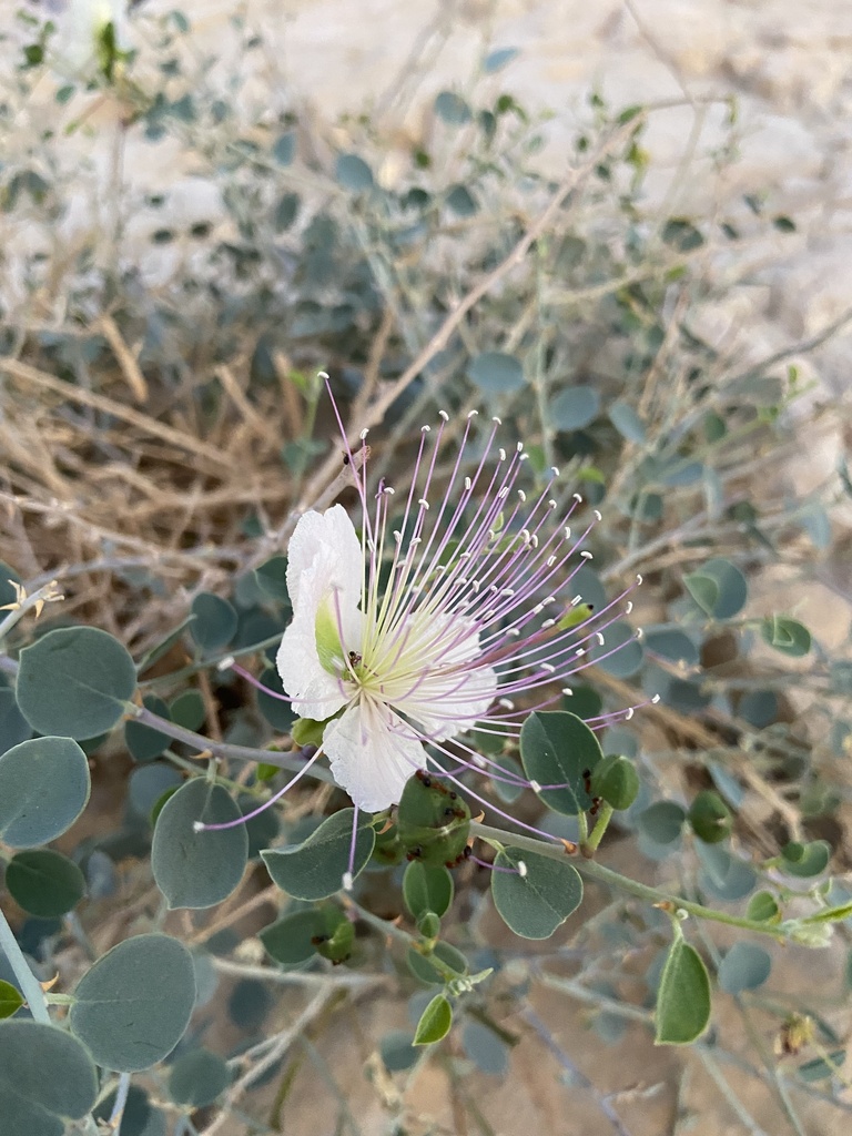 Capparis aegyptia from Massada, District sud, IL on July 08, 2022 at 05 ...